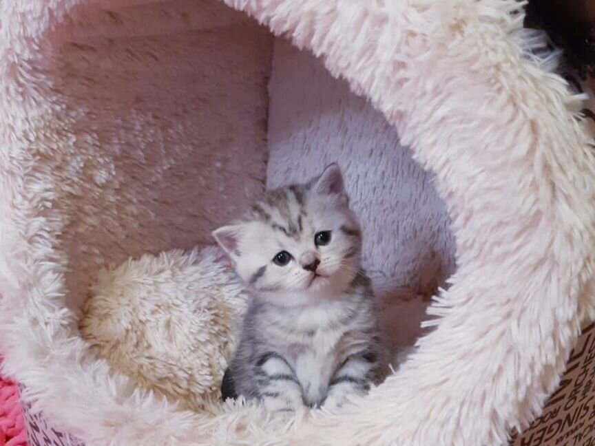 Шотландские вислоухие котята серебро