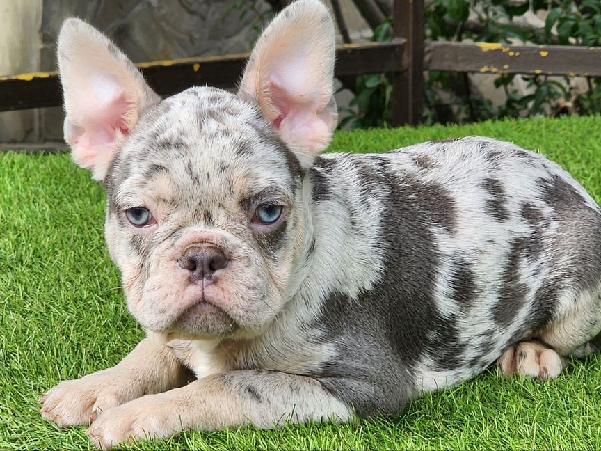 Лиловый мерлешка