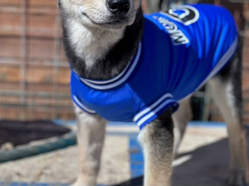 Щенки из приюта Некрасовка