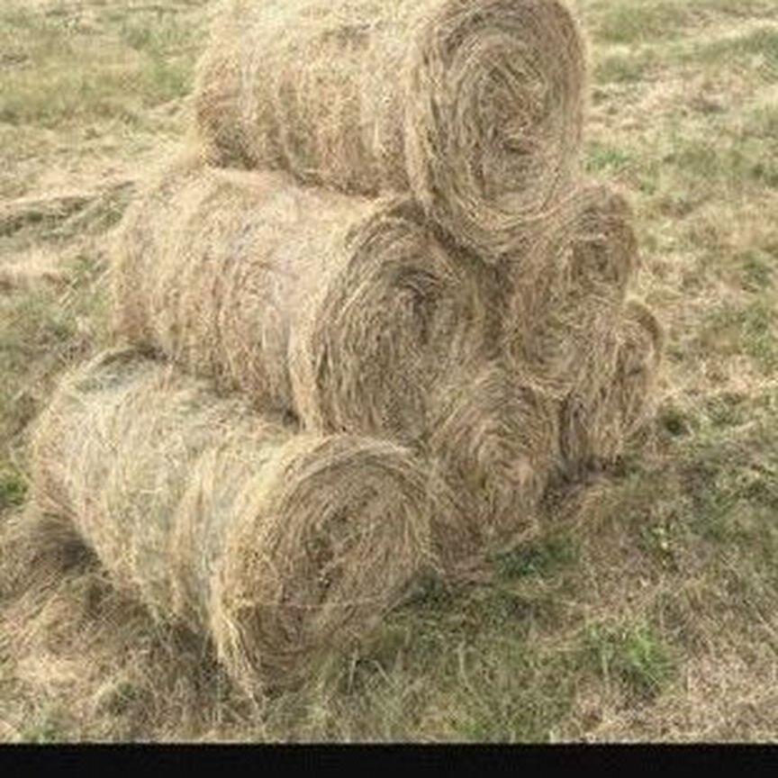 Продам сено в рулонах