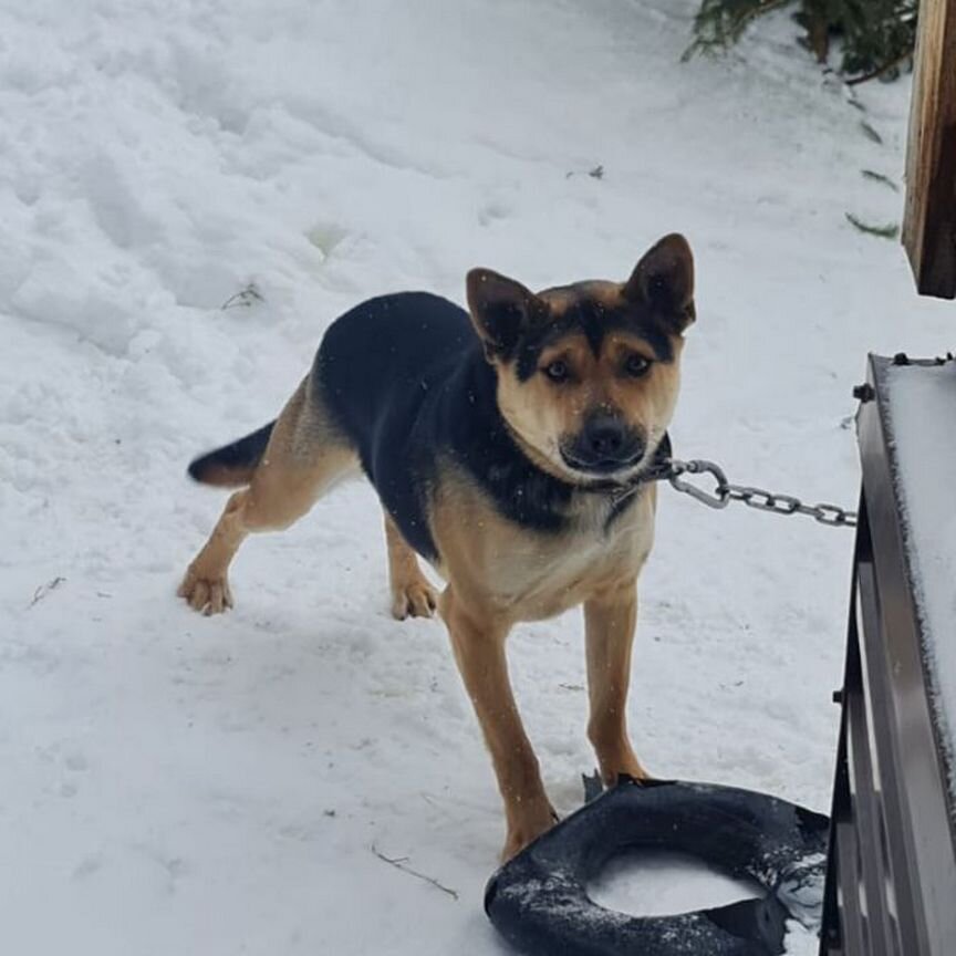 Собака в добрые руки