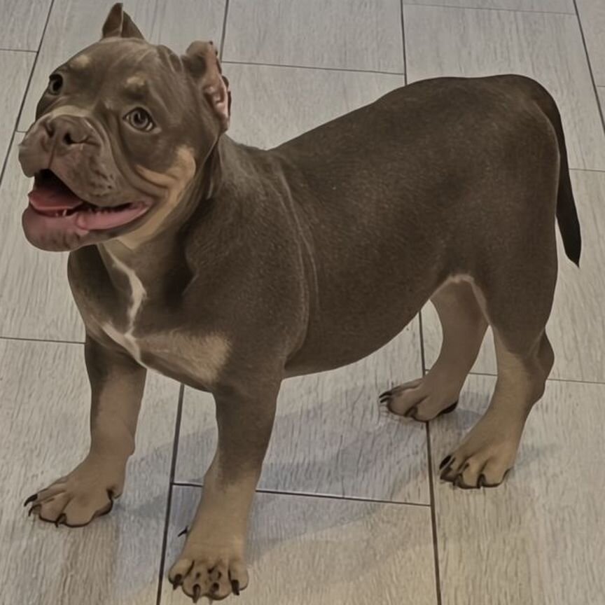 Американский булли, щенок