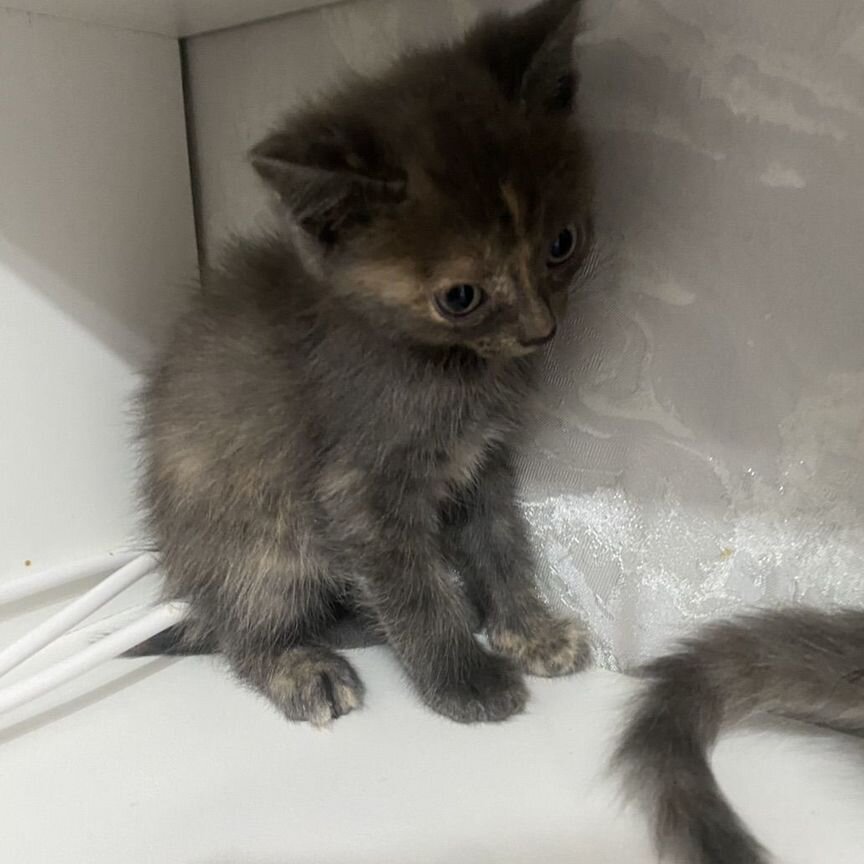 Сибирский котёнок