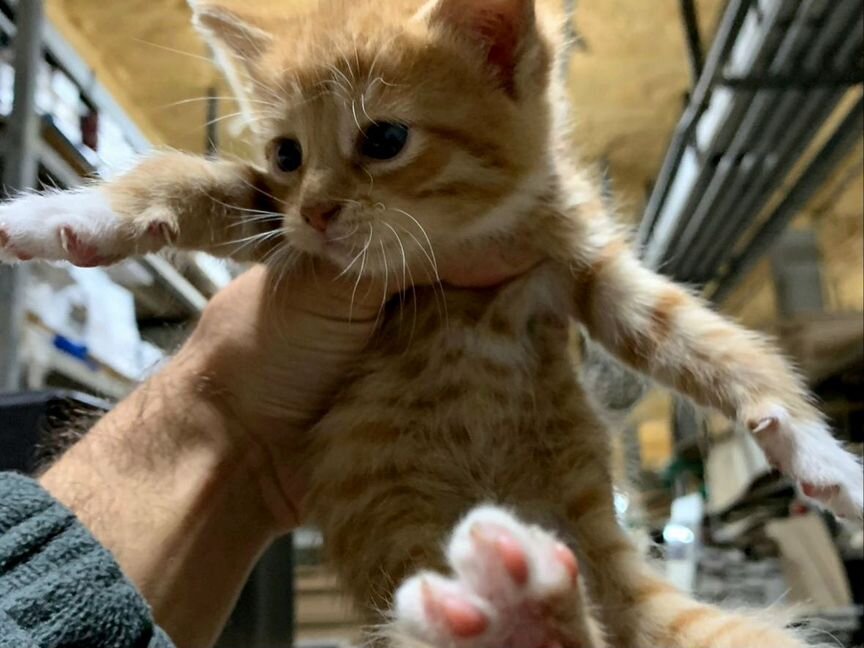 Рыжий котенок девочка 6 недель