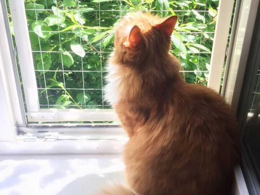 Кошка сетки "антикошка"- защита от падений из окон