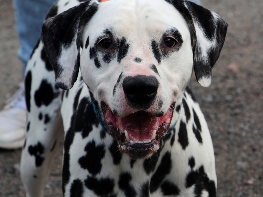 Ищет новый дом молодой мальчик далматина