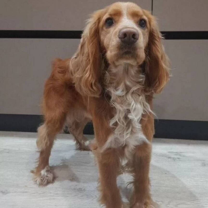 Английский кокер-спаниель, взрослый пёс