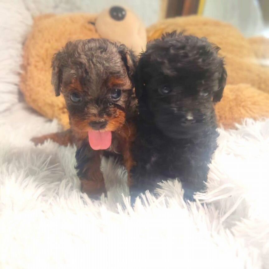 Щенки мальтипу