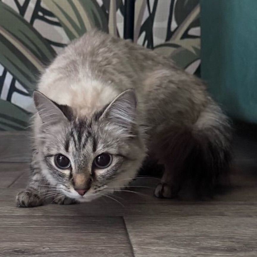 Тайский котёнок
