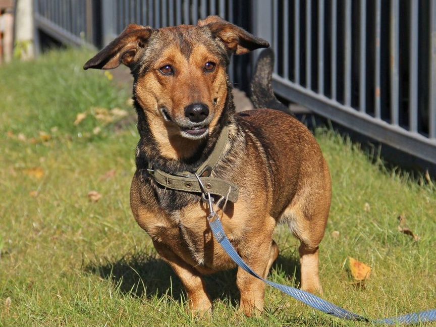 Такса-парень Вольт