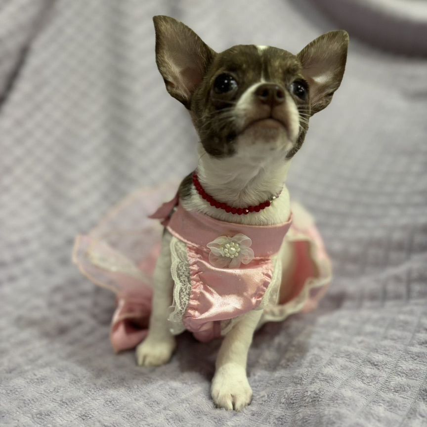 Чихуахуа девочка