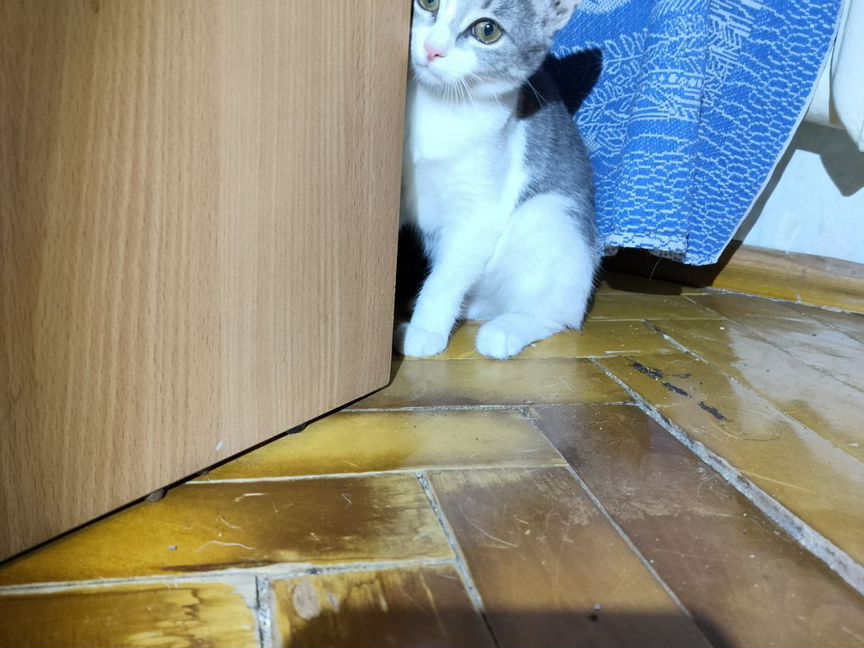 В добрые руки