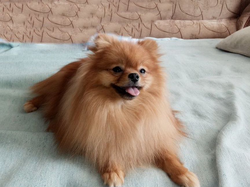 Вязка шпиц мальчик мини померанчик