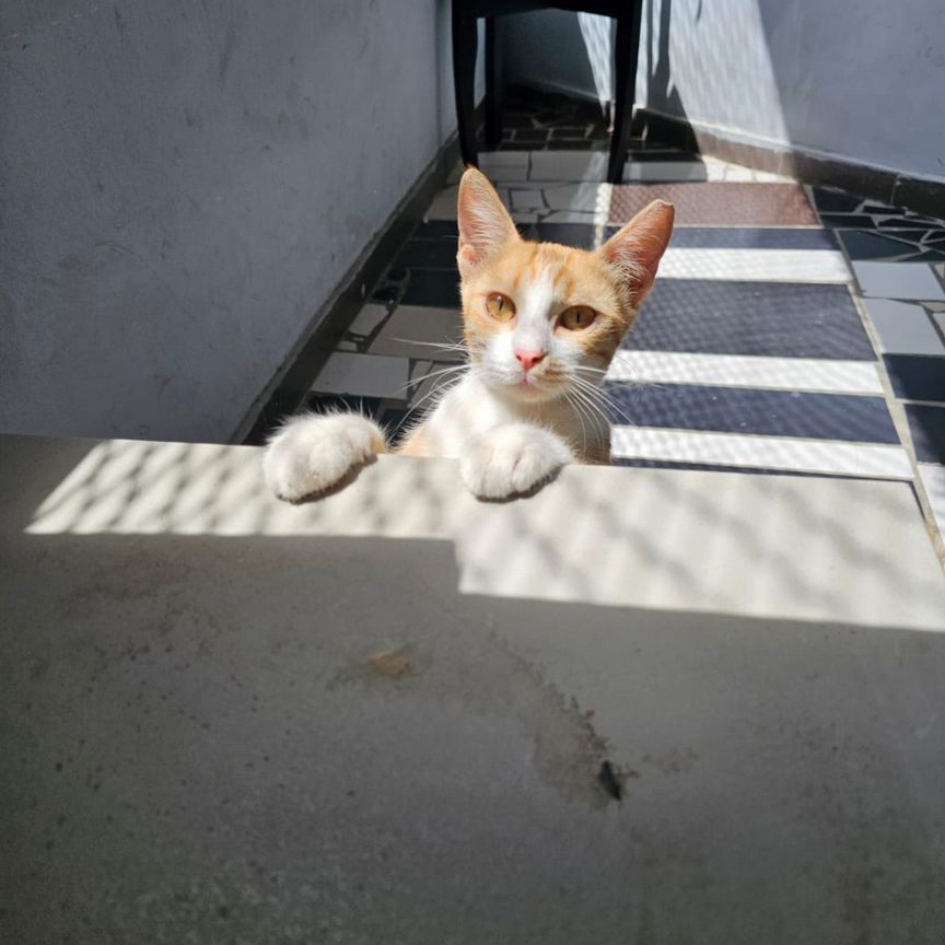 Кошка из Грузии