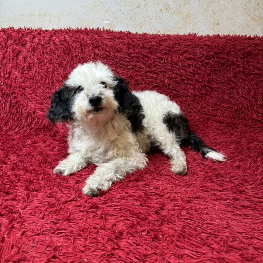 Песик Макс в добрые руки