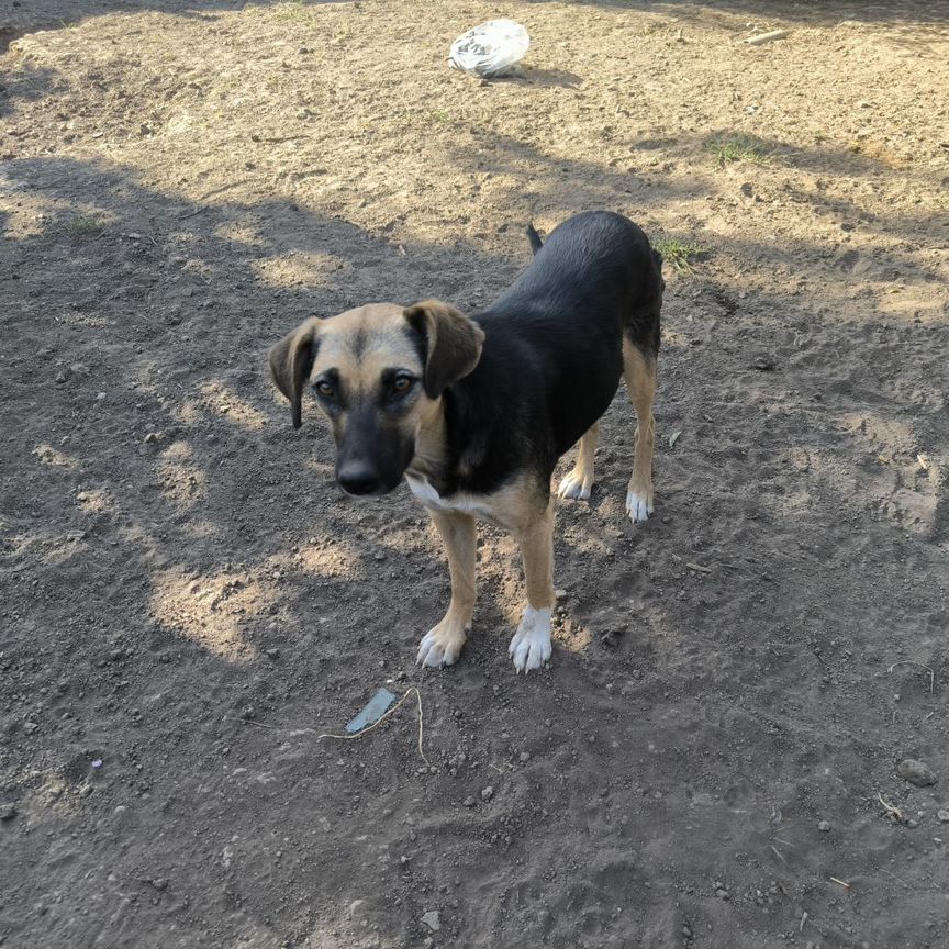 Собака в добрые руки