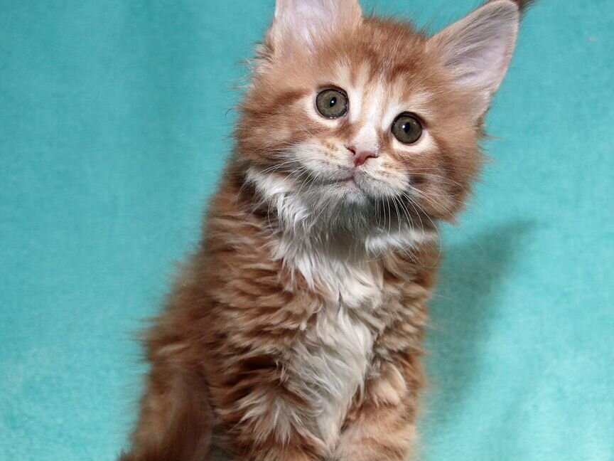 Рыжий котик