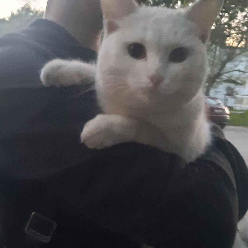 Кошечка в добрые руки