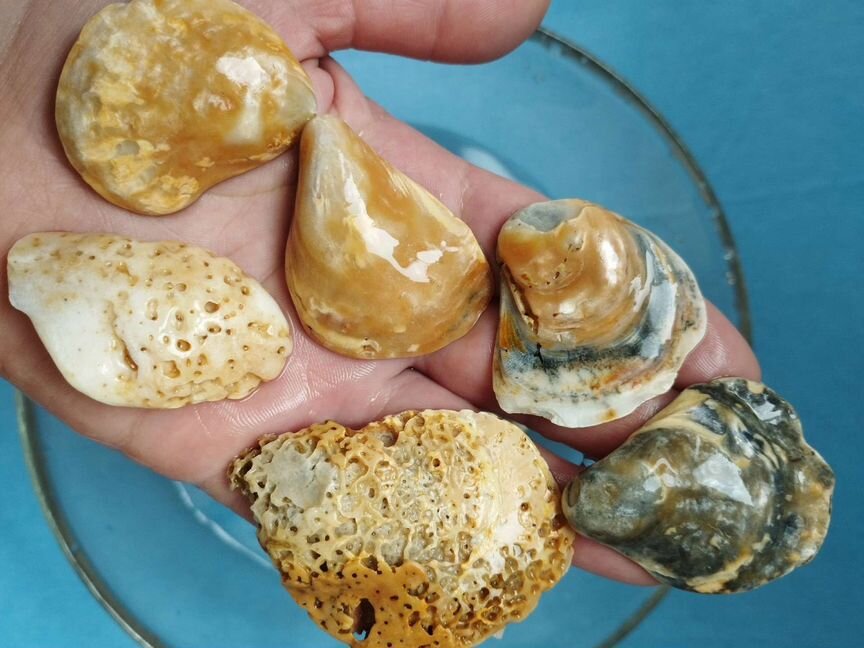 Морские ракушки в аквариум