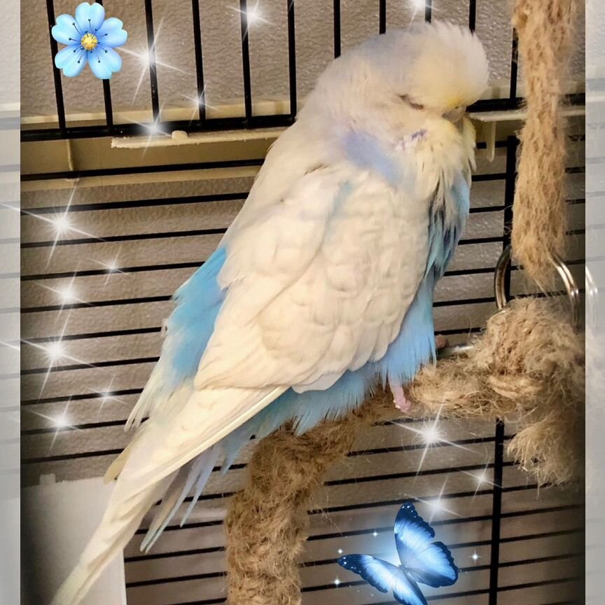 Выставочный волнистый попугай ввп Чех