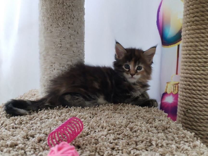 Котята мейн-кун