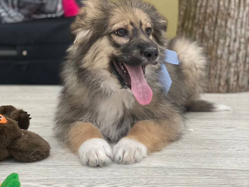 Щенок 3,5 месяца из приюта Малинки