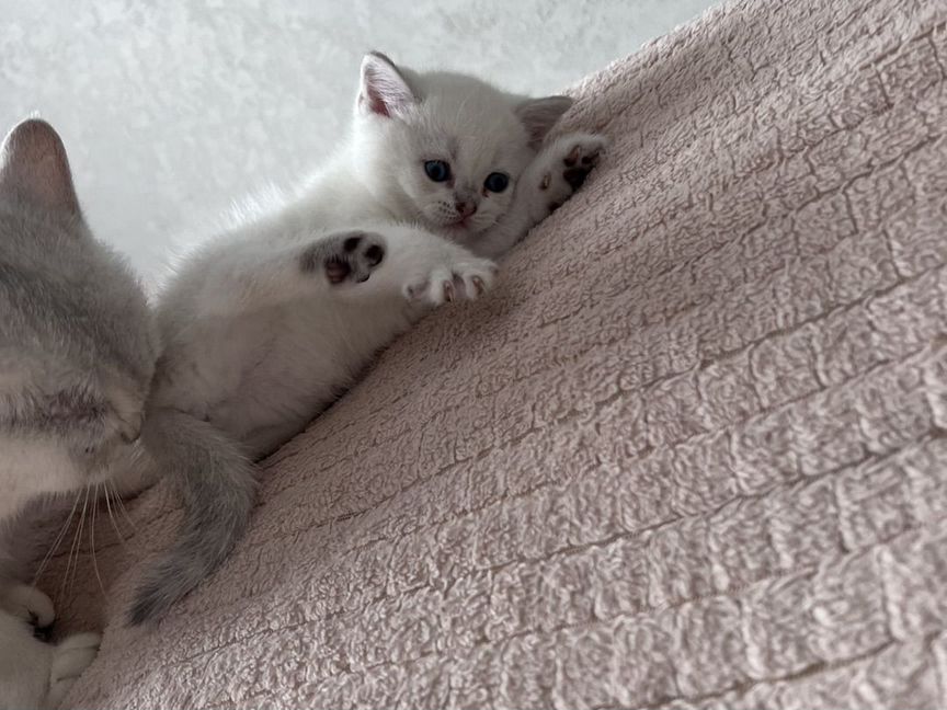 Котята серебристая шиншилла