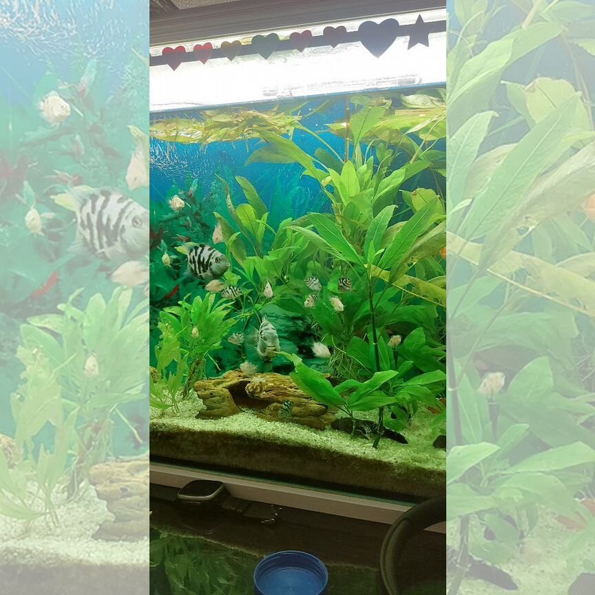 Рыбка сапфировый попугай