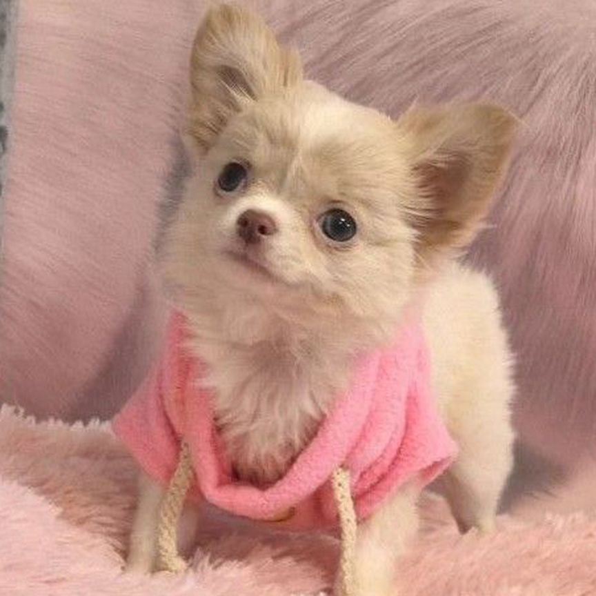 Чихуахуа, щенок