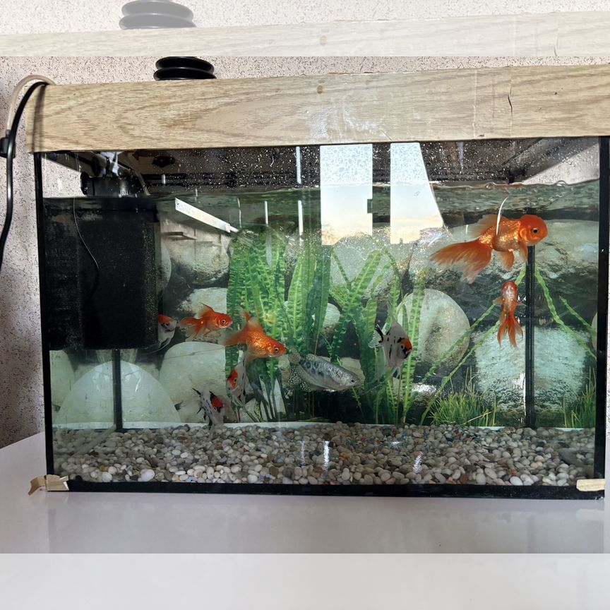 Аквариум с рыбками