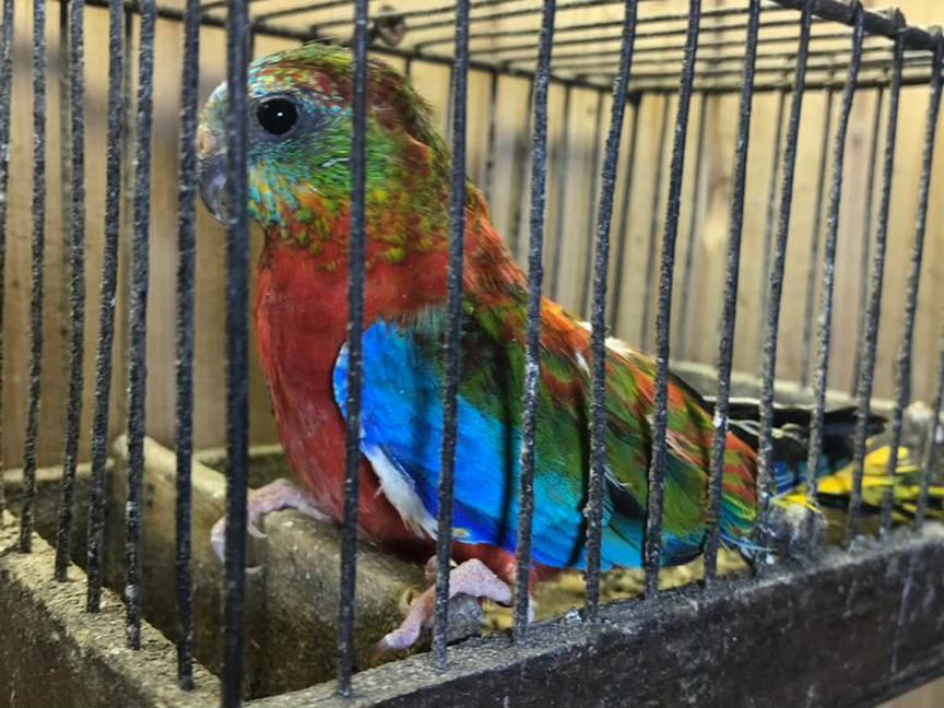 Лазурные попугаи