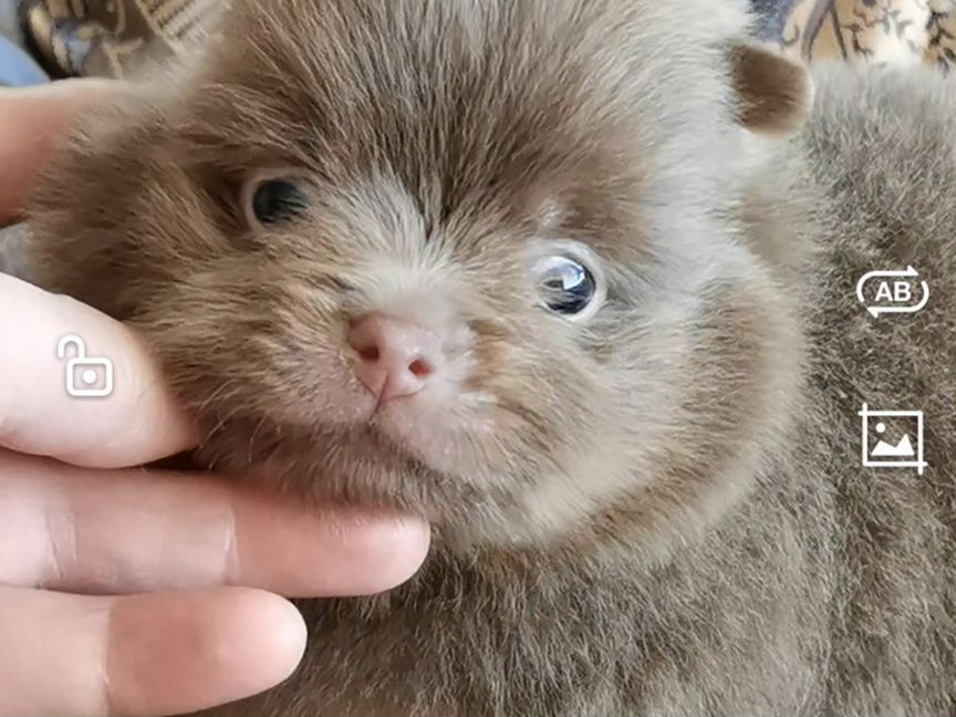 Малышка мишка лиловая с подпалом 2