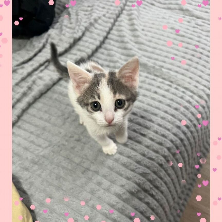 Котенок Айви в добрые руки