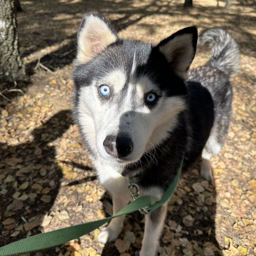 Сибирский хаски в добые руки
