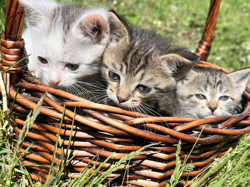 Котята в добрые руки