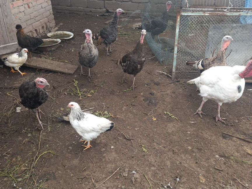 Семья индюков и посадной селезень