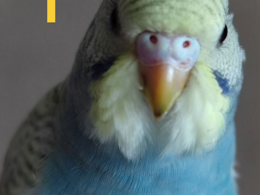 Птенцы волнистого попугая