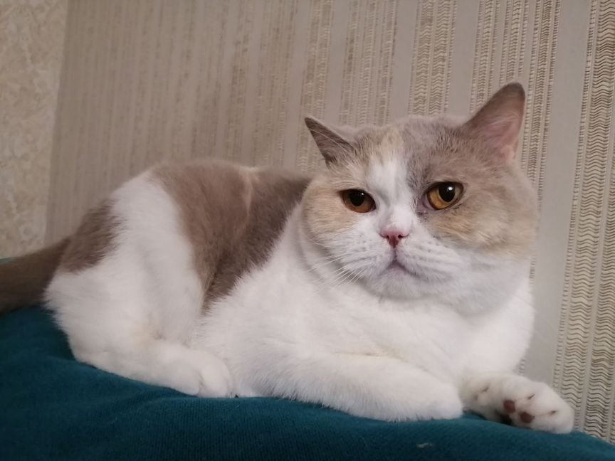 Британская кошка бесплатно