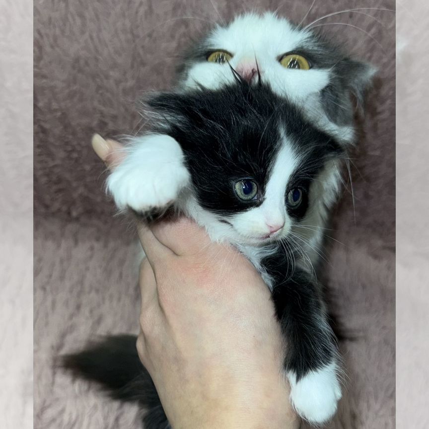 Шотландский вислоухий длинношёрстный котёнок