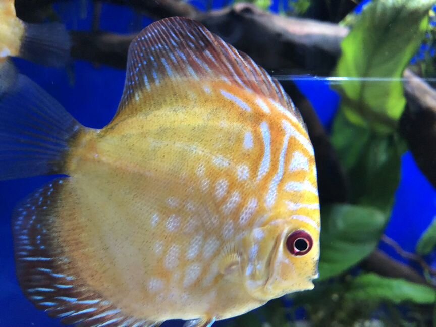 Стайка дискусов