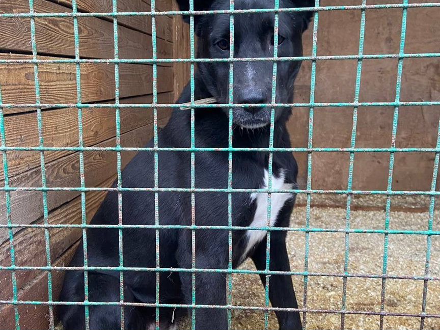 Добрая собака в семью