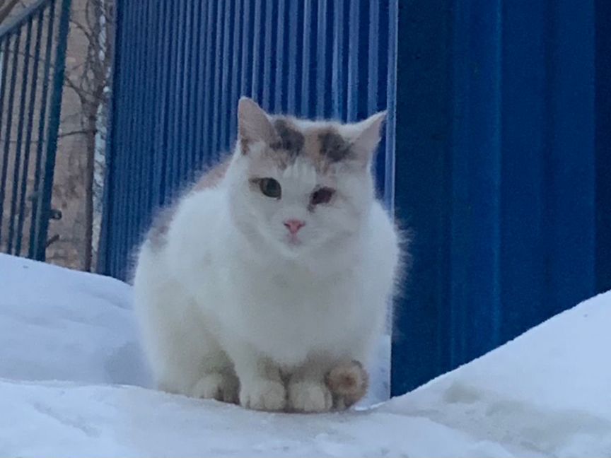 Кошка с больным глазиком :