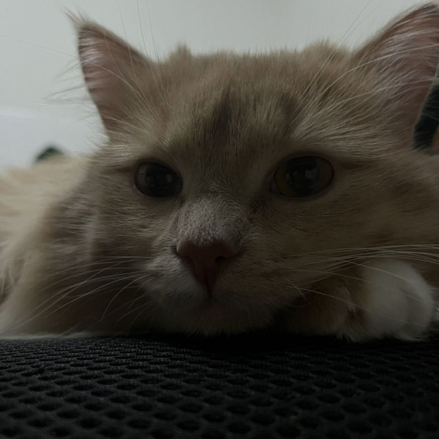 Кот 1 год в добрые руки