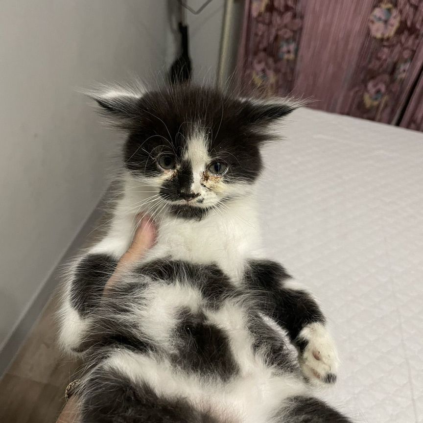 Котенок в добрые руки