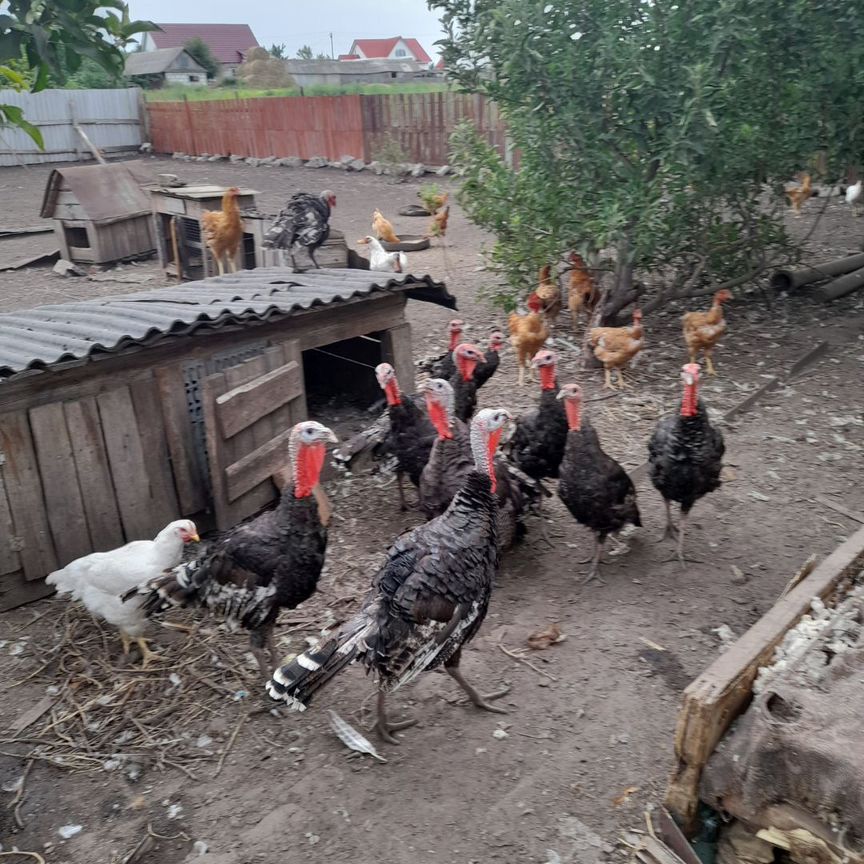 Молодые домашние индюки