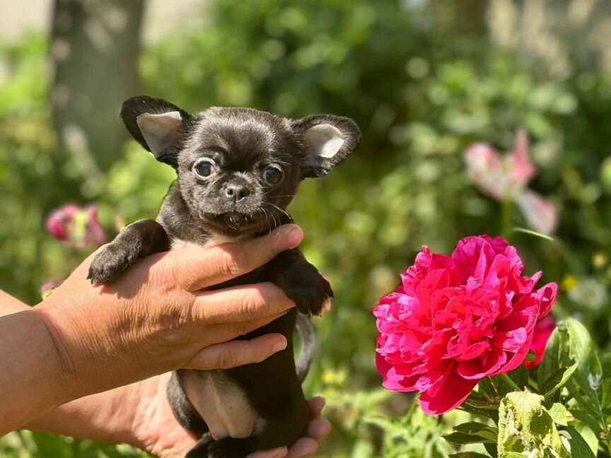 Черная жемчужина Чихуахуа