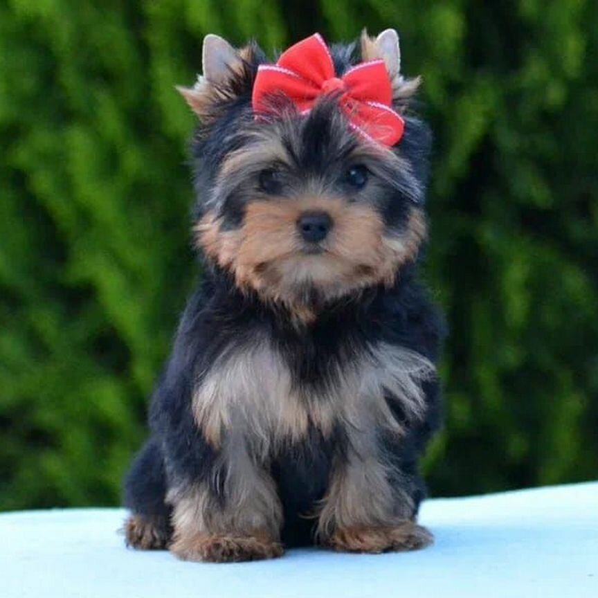 Красавчик Йоркширский терьер