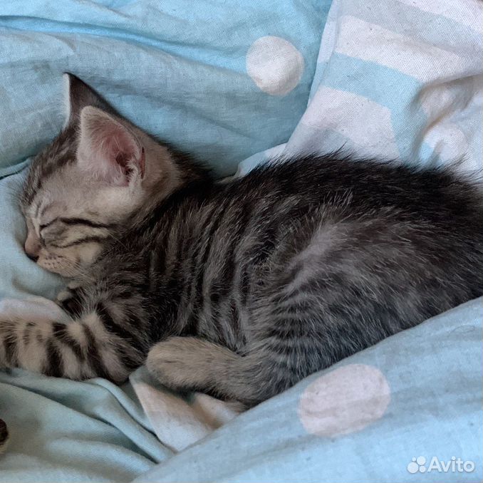 Котенок в добрве руки