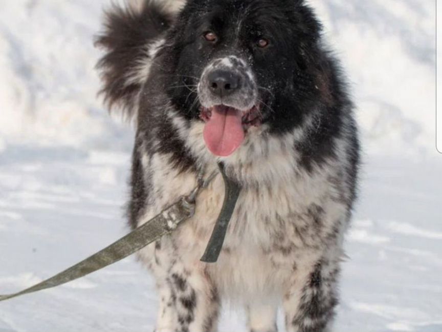 Кристофер метис Московской сторожевой в Приюте