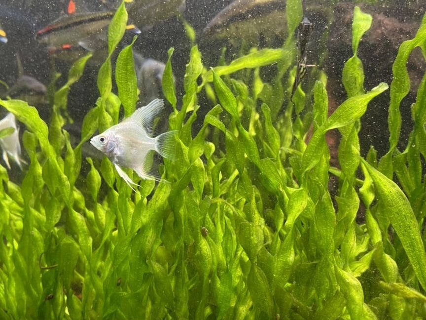 Валлиснерия спиральная